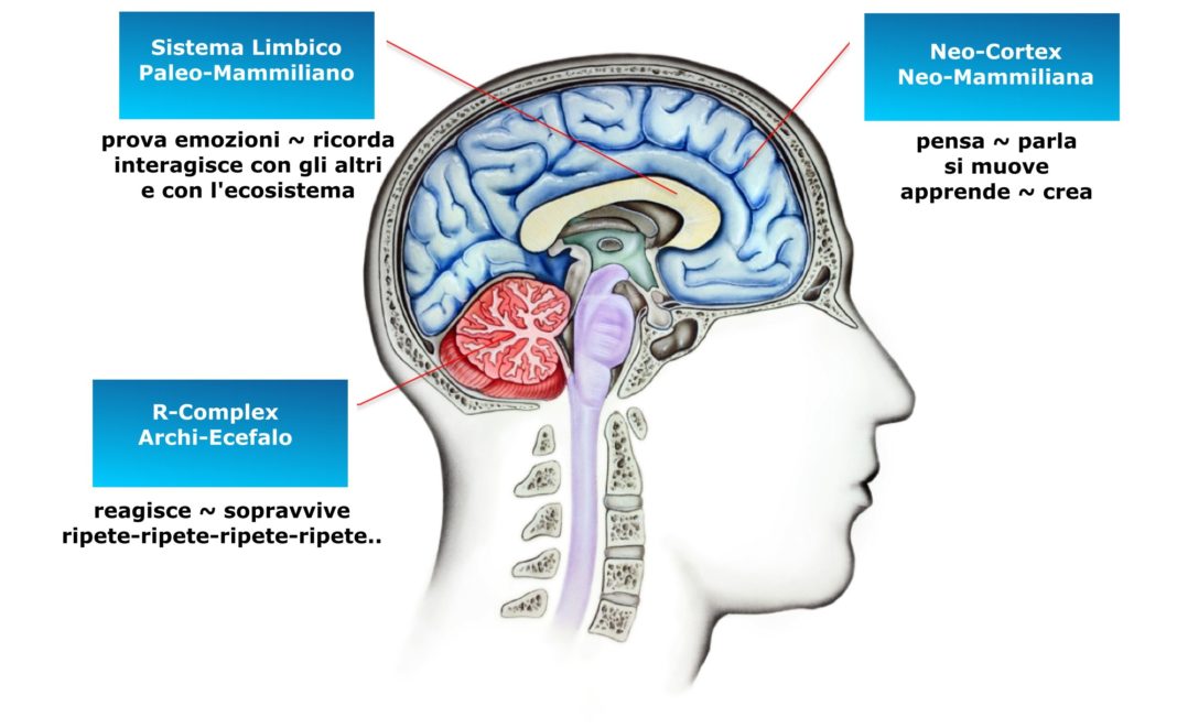 Uno e Trino, come Dio: le parti del nostro cervello che determinano chi ...