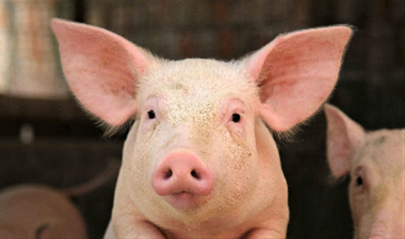 Comprendiamo meglio gli OGM: ecco come sarà possibile tracciare gli ...